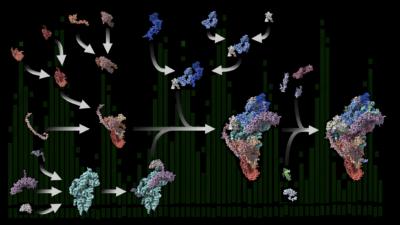 Mitoribosome assembly (AG Richter-Dennerlein) – Biochemistry and ...